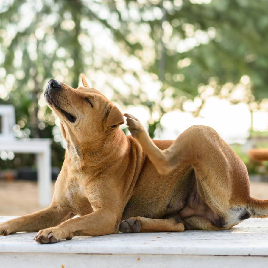 Combatiendo las Pulgas