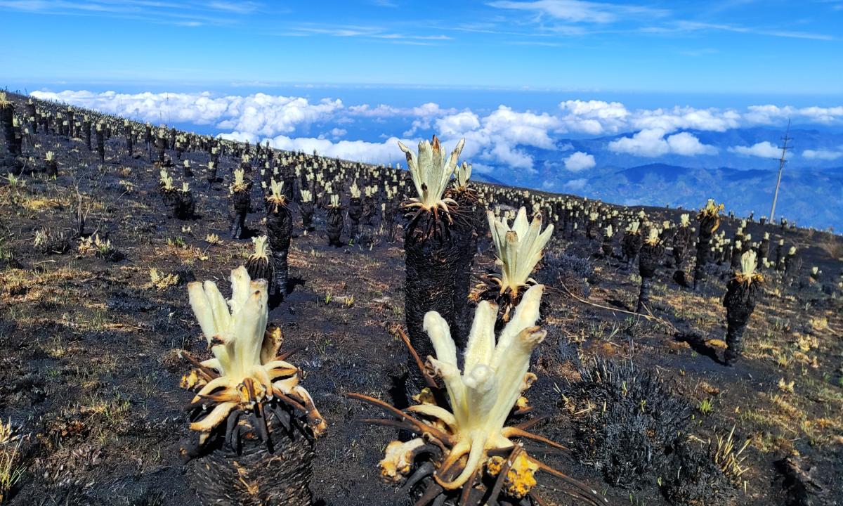 Frailejones de Berlín, símbolos emblemáticos de la resiliencia