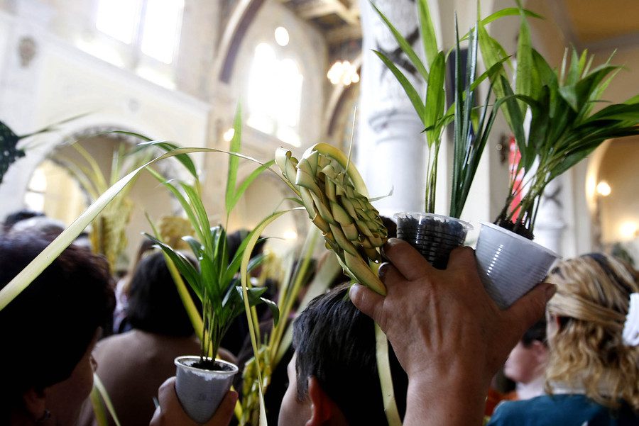 No uso palma, siembro un árbol, busca conservar la palma de cera