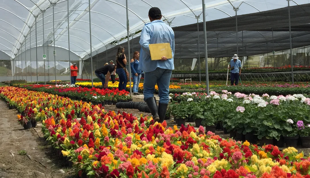 Floricultura en Boyacá: principal actividad económica de la región